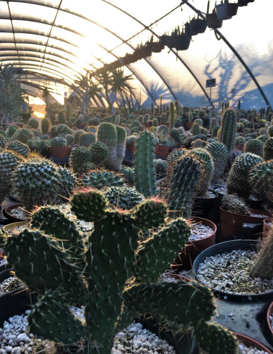 Succulent Farm & Nursery ~ Proudly Serving Retail and Wholesale ...