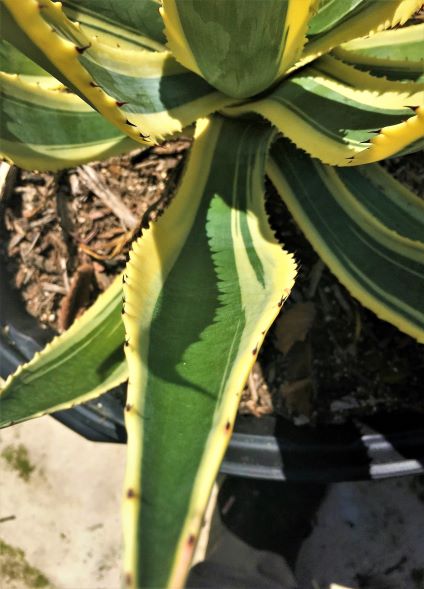 Agave americana var. Marginata | The Cactus King