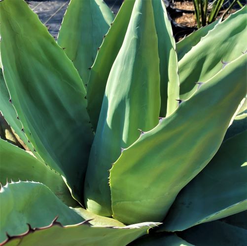 Agave ovatifolia | The Cactus King