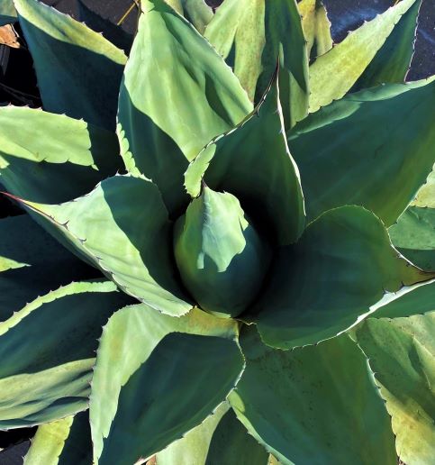 Cold Hardy Species/USDA Hardiness Zones | The Cactus King