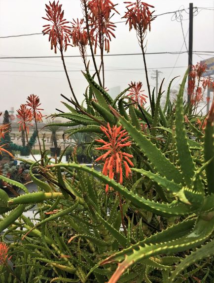 Aloe kedongensis | The Cactus King