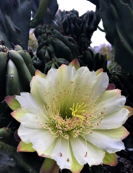 Cereus peruvianus var. Monstrosus | The Cactus King