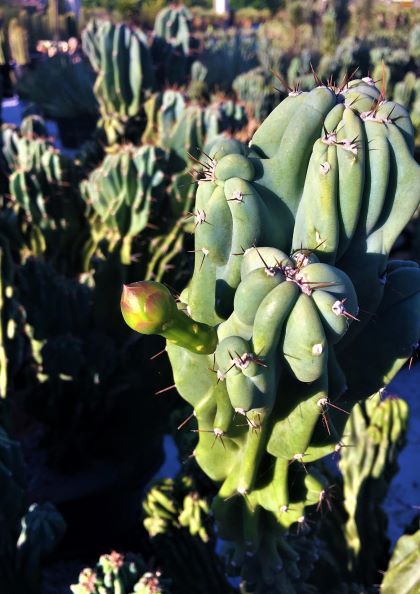 Cereus peruvianus var. Monstrosus | The Cactus King