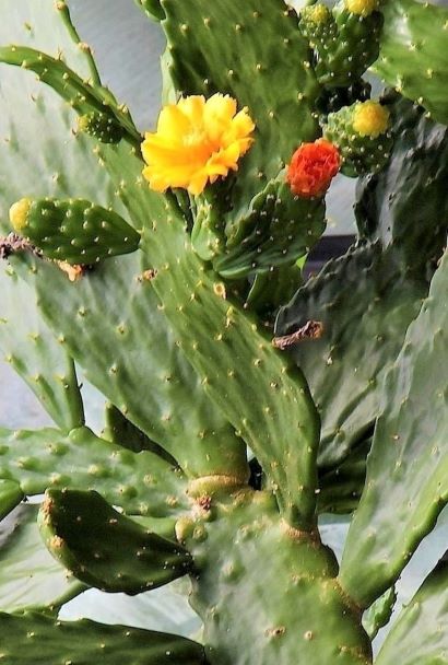 Consolea falcata | The Cactus King