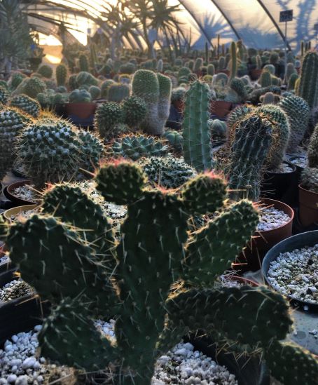 Consolea rubescens | The Cactus King