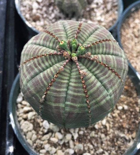 Euphorbia obesa | The Cactus King
