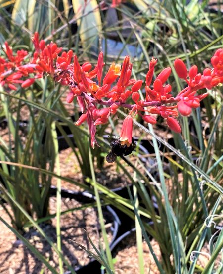 Hesperaloe parviflora | The Cactus King
