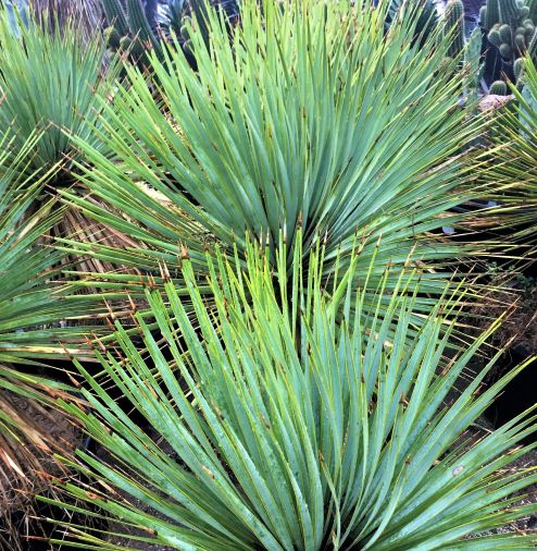 Yucca rostrata | The Cactus King