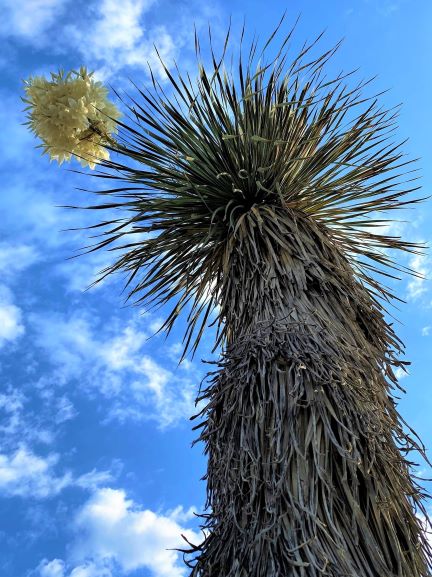 Yucca rostrata | The Cactus King