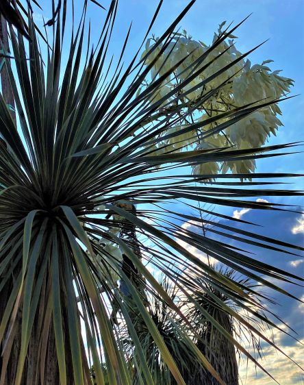 Yucca rostrata | The Cactus King