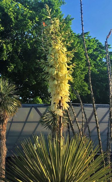 Yucca rostrata | The Cactus King