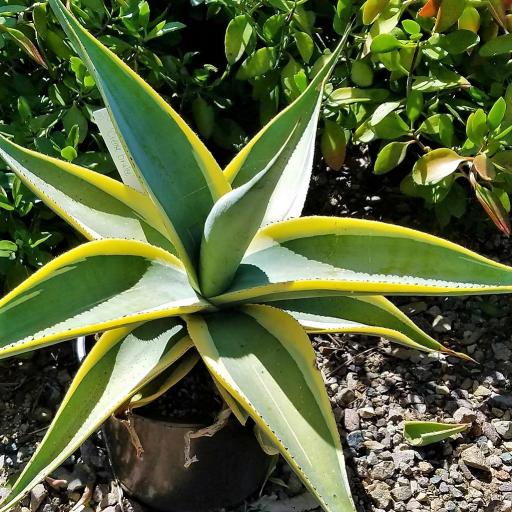 Agave guiengola var. Marginata | The Cactus King