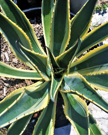 Agave americana var. Marginata | The Cactus King