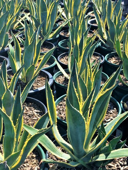 Agave americana var. Marginata | The Cactus King