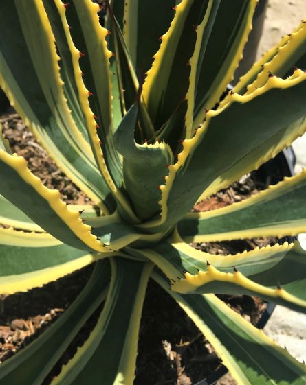 Agave americana var. Marginata | The Cactus King