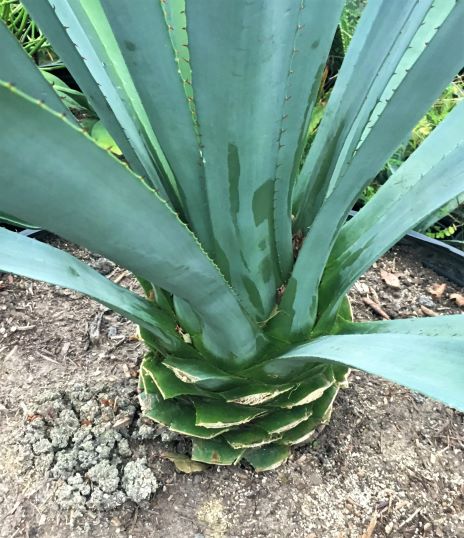 Agave tequilana | The Cactus King