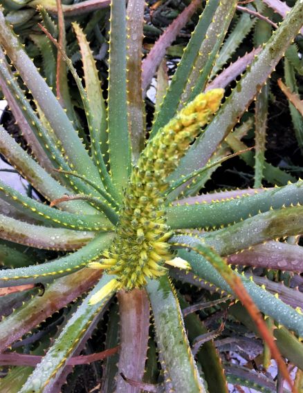 Aloe arborescens var. Lutea | The Cactus King