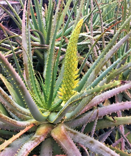 Aloe arborescens var. Lutea | The Cactus King