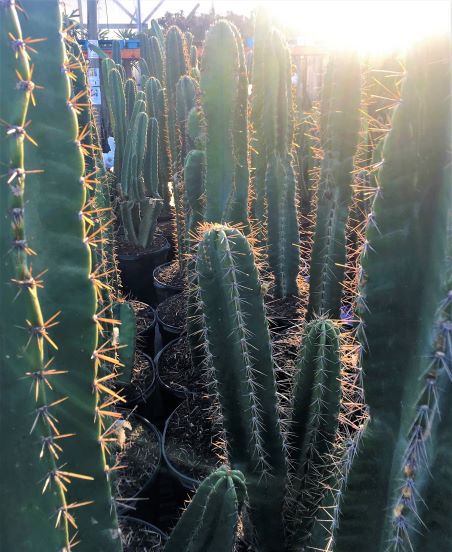 Columnar Cactus Species (indoor cultivation) | The Cactus King