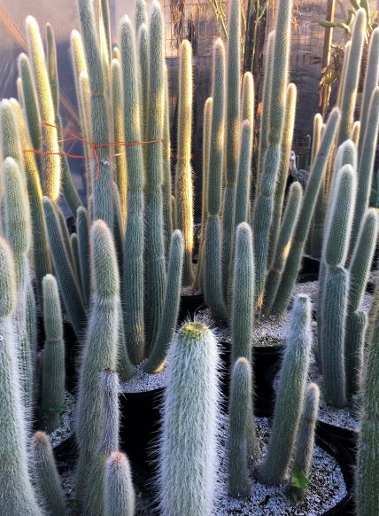 Columnar Cactus Species (indoor cultivation) | The Cactus King