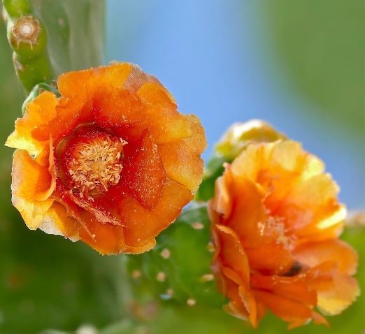 Consolea falcata | The Cactus King