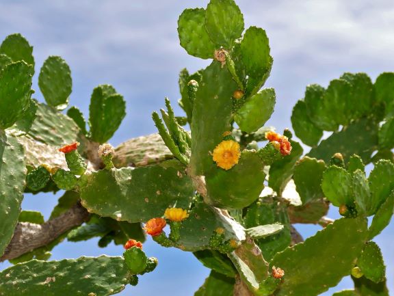 Consolea falcata | The Cactus King