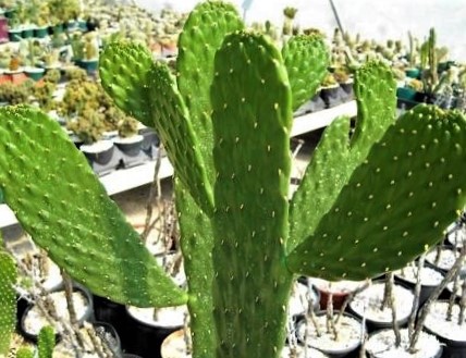 Consolea rubescens | The Cactus King