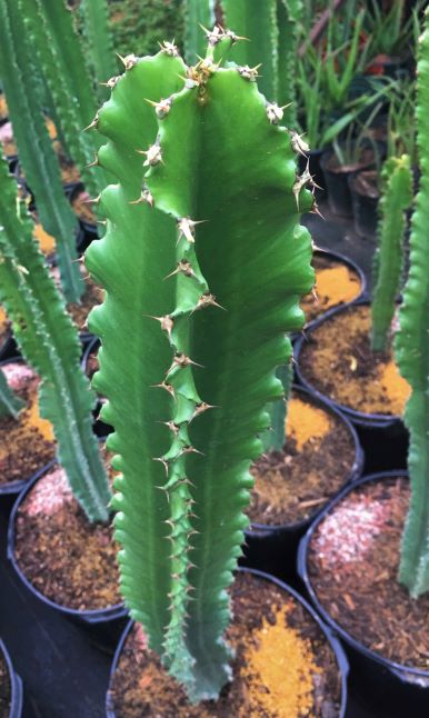 Columnar Cactus Species (indoor cultivation) | The Cactus King