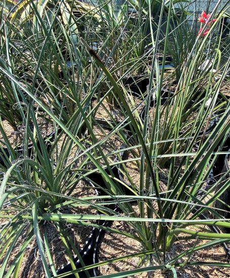 Hesperaloe parviflora | The Cactus King