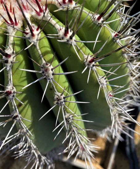 Pachycereus pringlei | The Cactus King