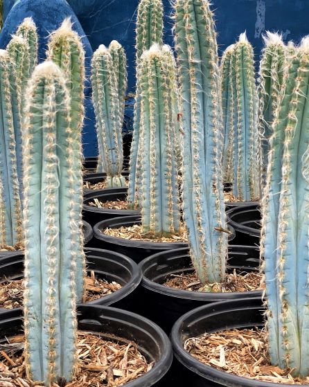 Pilosocereus glaucochrous | The Cactus King