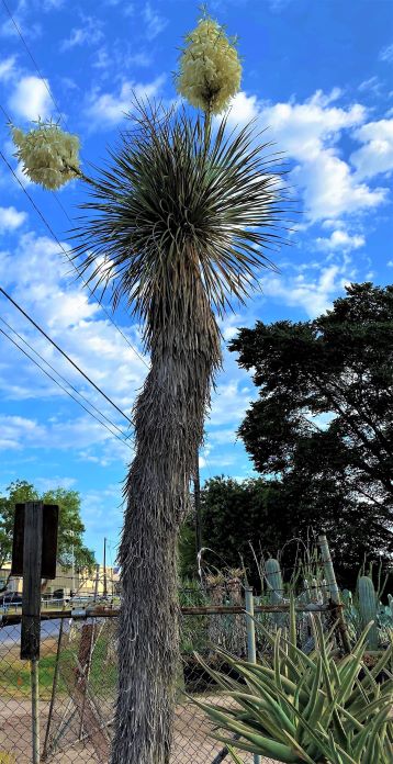 Yucca rostrata | The Cactus King