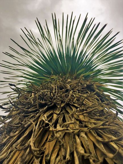 Yucca rostrata | The Cactus King