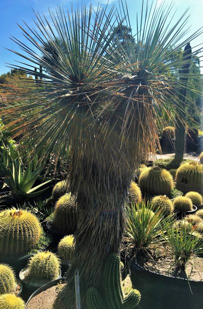 Yucca rostrata | The Cactus King