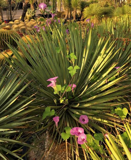 Yucca rostrata | The Cactus King