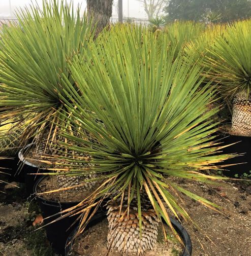 Yucca rostrata | The Cactus King