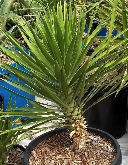 Yucca aloifolia (expertly trained, Yucca living art pieces) | The ...