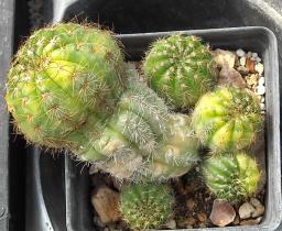 Notocactus | The Cactus King