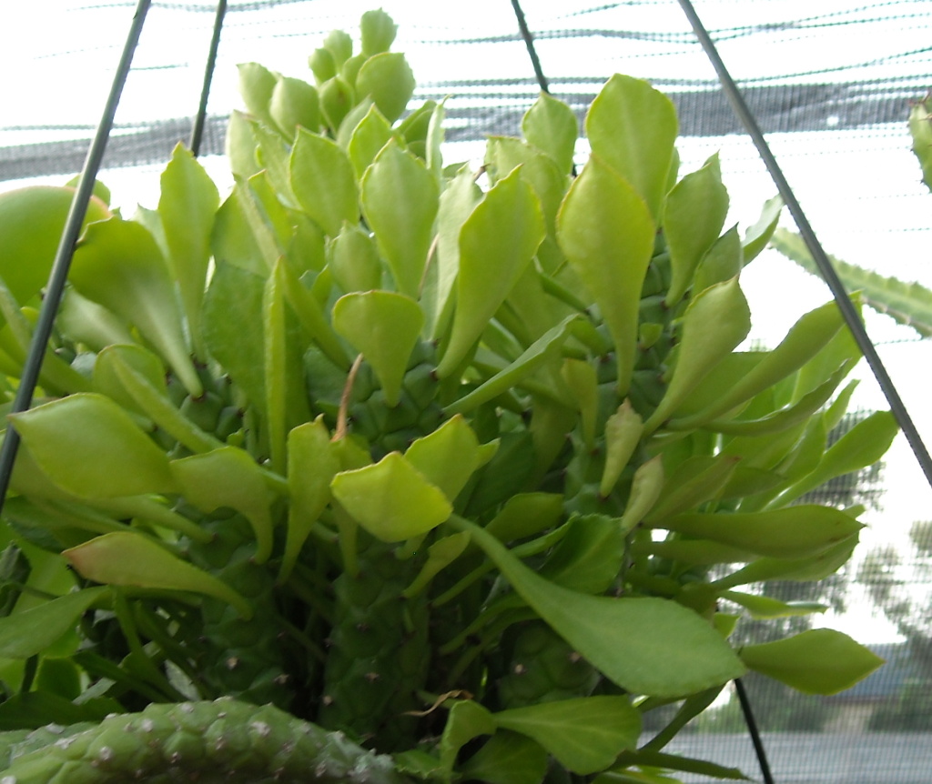 Monadenium lugardae | The Cactus King