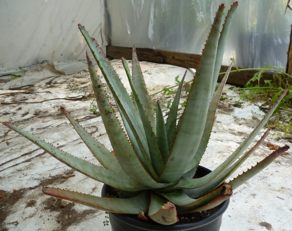 Aloe capitata | The Cactus King